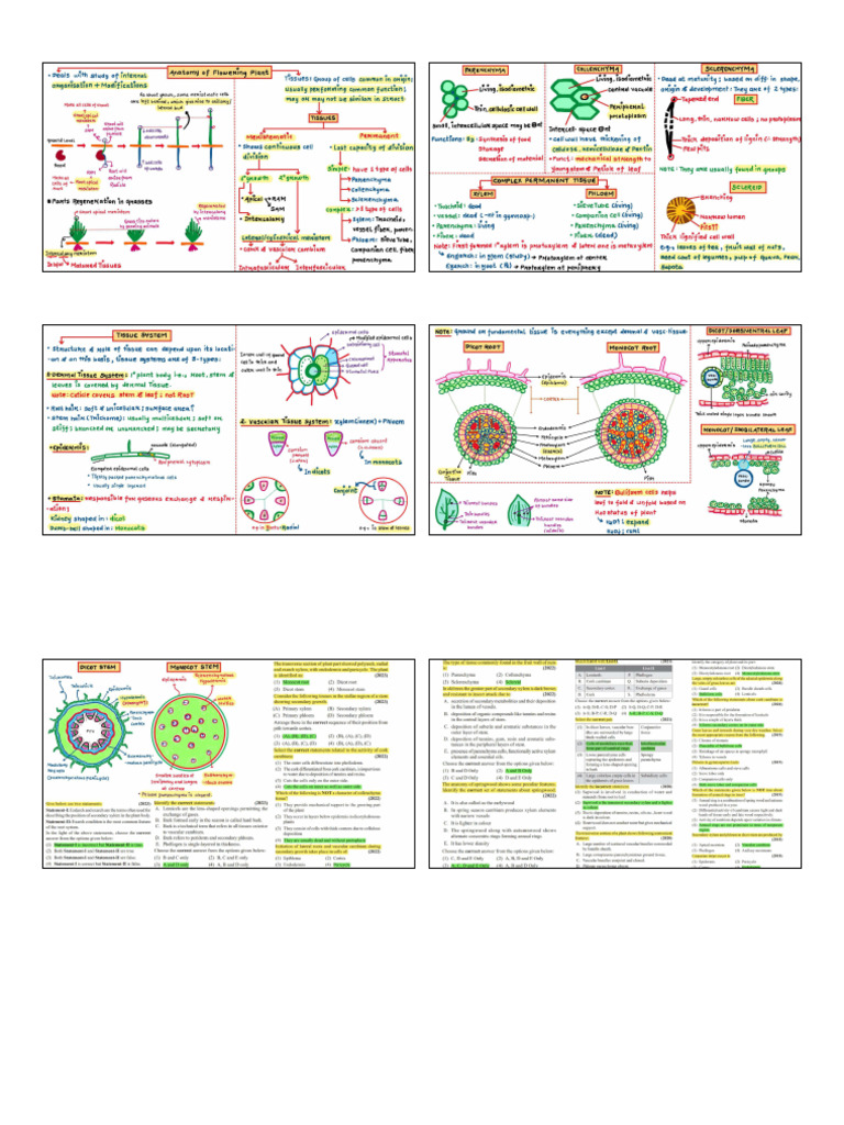 ANATOMY OF FLOWERING PLANTS - Class Notes - NEET REVISION EXPRESS | PDF