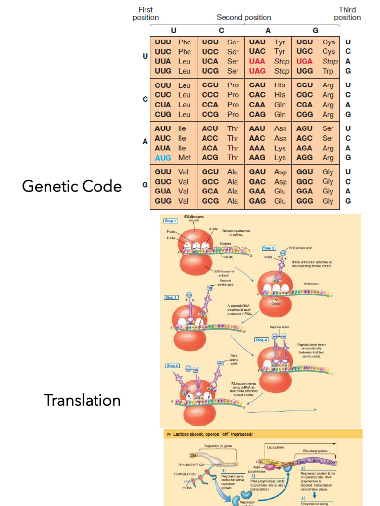 Enzyme Regulation | PDF