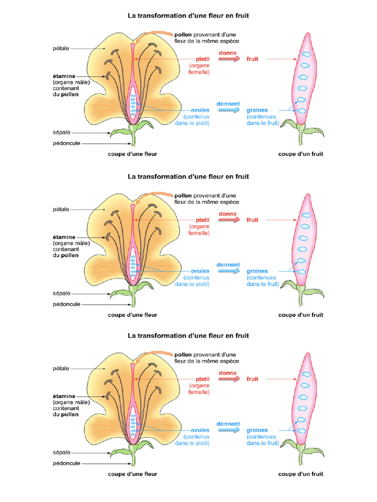 Transformation_fleur_fruit | PDF