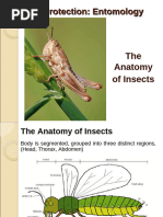 Dragonfly External Anatomy Guide | PDF