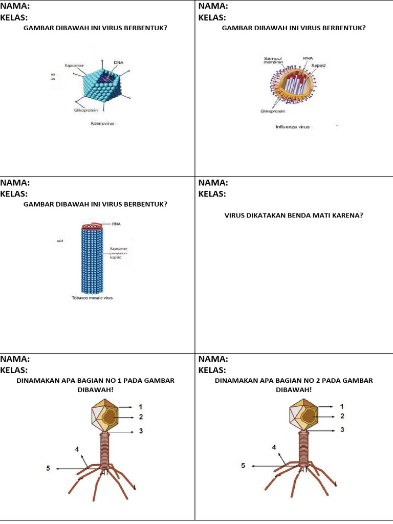 Proses Daur Litik dan Lisogenik Virus | PDF