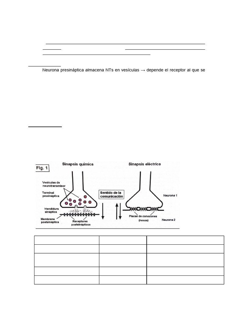 DD N°6 - Sinapsis y Músculo | PDF | Sinapsis | Unión neuromuscular