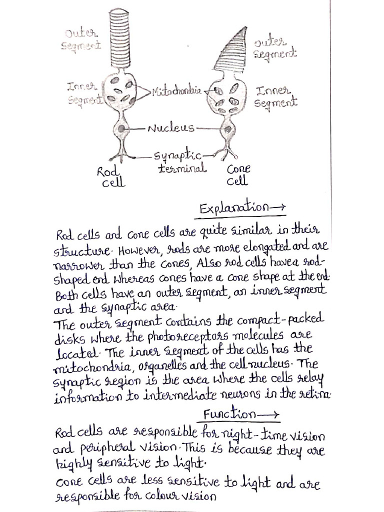 Architecture and Functions of Rod and Cone Cells. | PDF