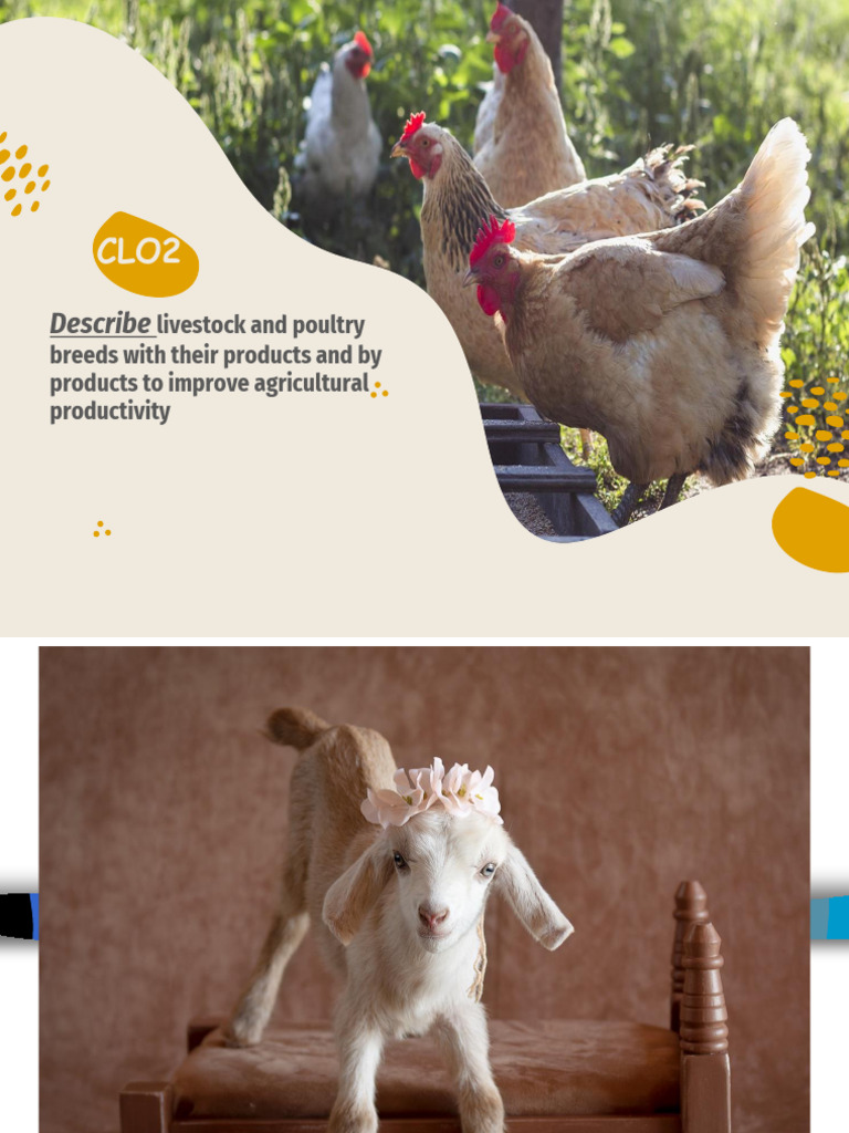 Lecture 05 Breeds of Goat | PDF | Goat | Milk