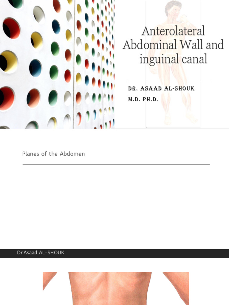 Anterolateral Abdominal Wall - 250419 - 165653 | PDF | Musculoskeletal ...