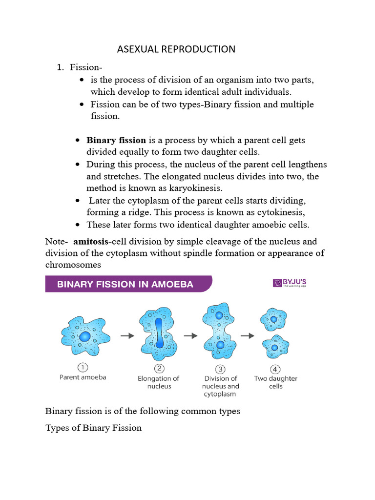 Asexual Reproduction: Fission Types Explained | PDF | Mitosis | Cell ...