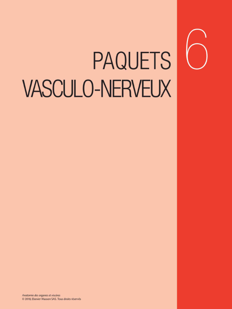 06 Paquets Vasculo-nerveux - Anato Organes Et Visc+¿Res 18 | PDF