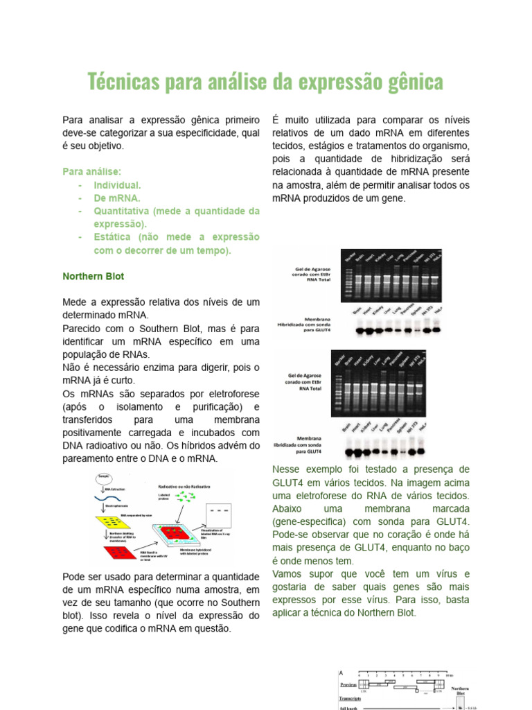 Técnicas para Análise Da Expressão Gênica | PDF | DNA complementar ...