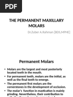 Maxillary Molars Anatomy Guide | PDF | Dentistry | Tooth
