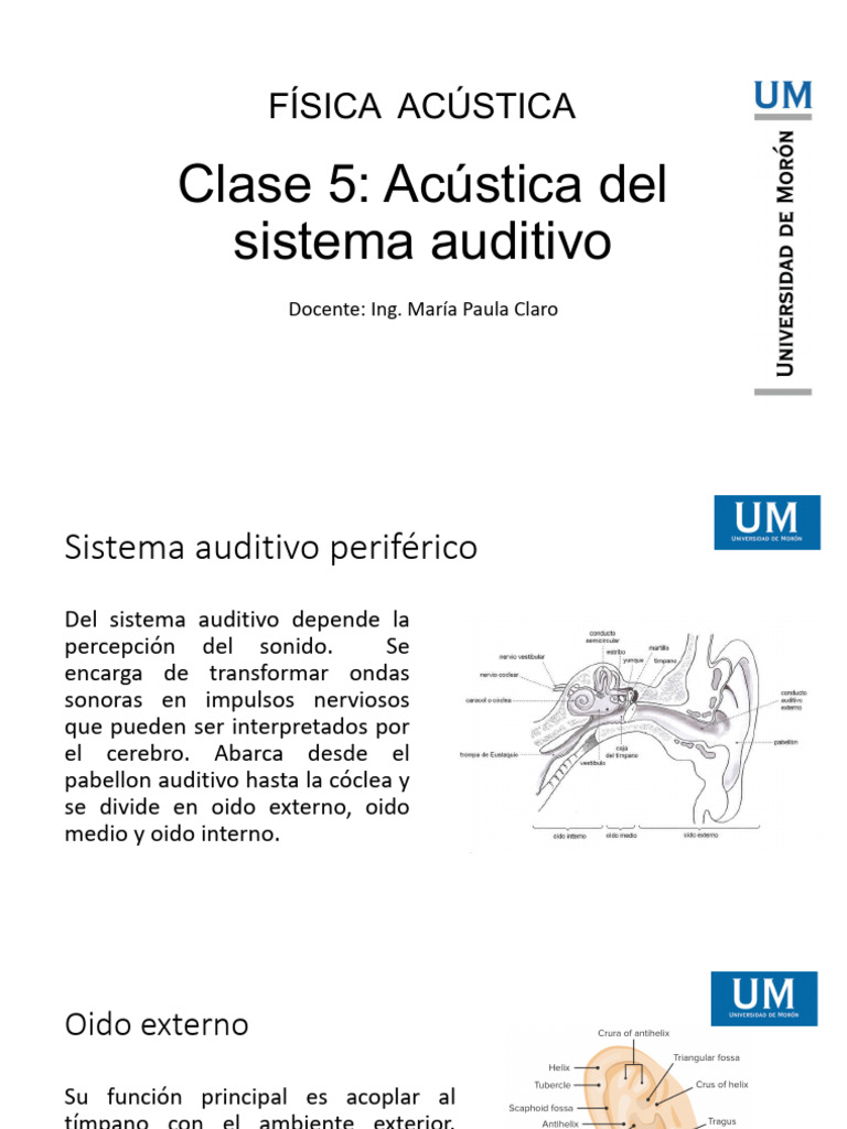 CLASE 5- Acústica del sistema auditivo | PDF | Oído | Anatomía humana