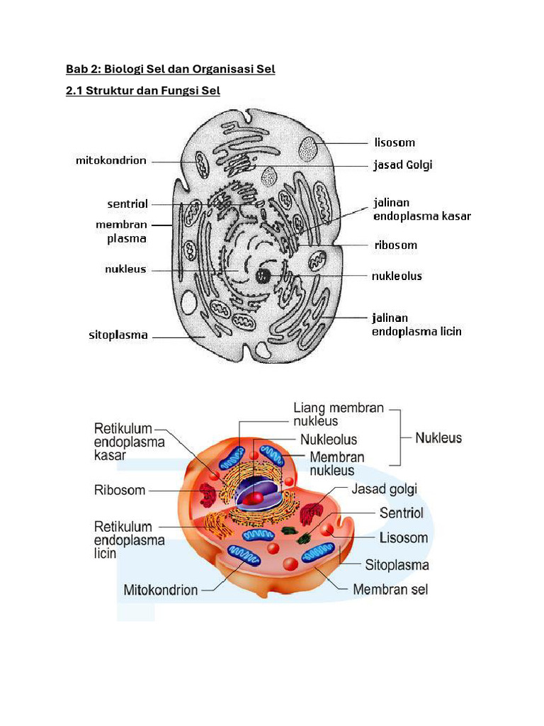 Tingkatan 4 Biologi Bab 2 | PDF