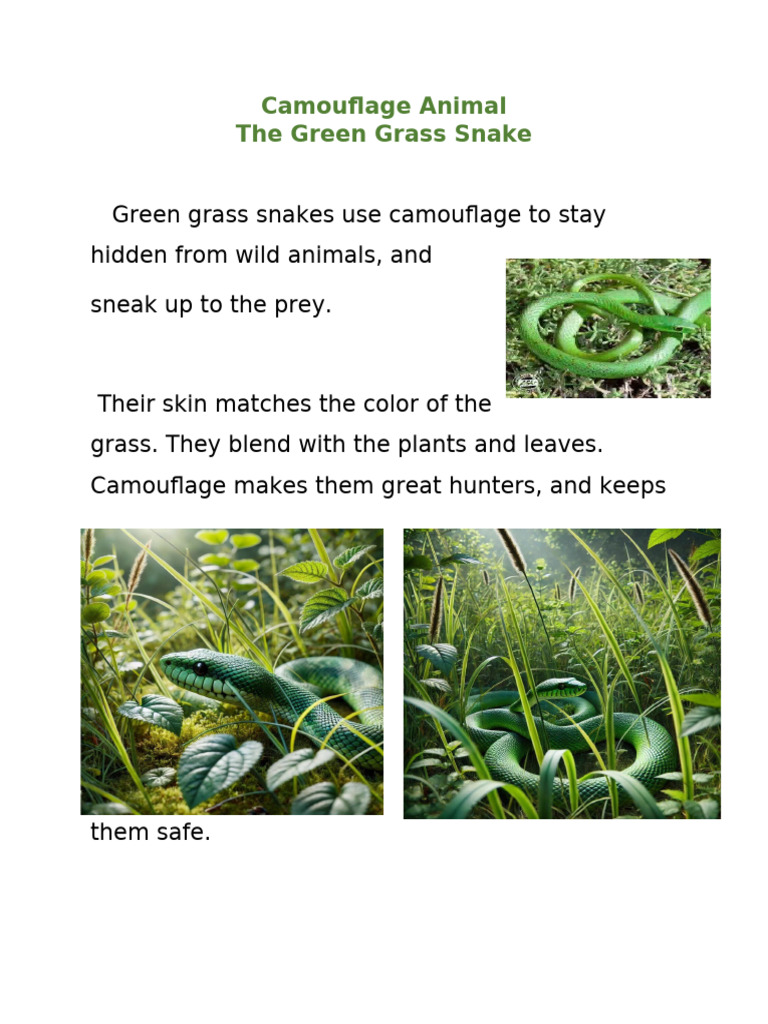 Camouflage Animal Project B | PDF