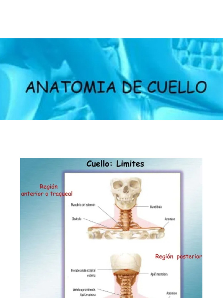 Anatomia Del Cuello | PDF