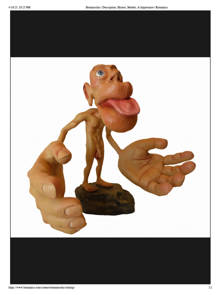 Homunculus _ Description, History, Models, & Importance _ Britannica | PDF