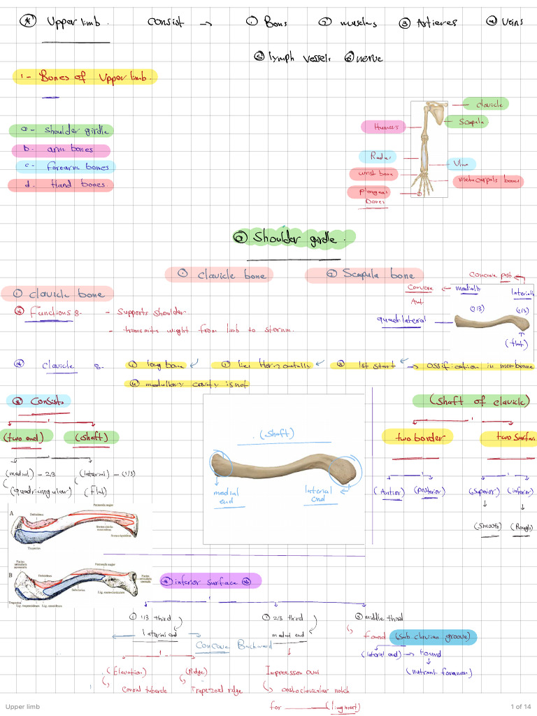 Upper Limb Compressed | PDF | Musculoskeletal System | Limbs (Anatomy)