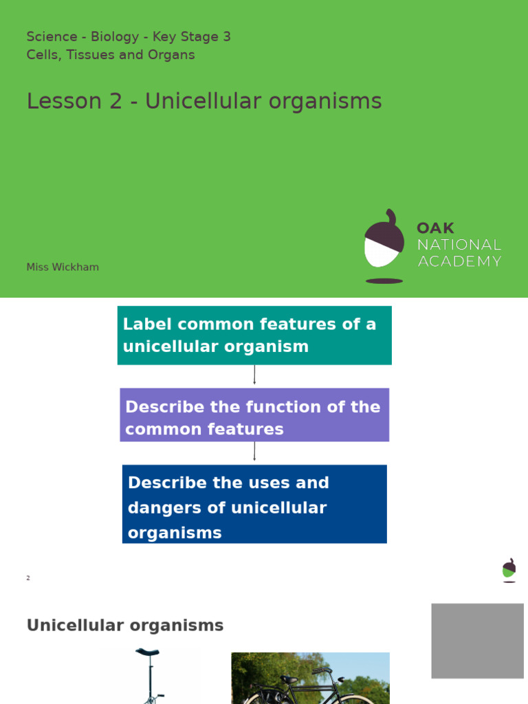 Unicellular Organisms: Uses and Dangers | PDF | Bacteria | Cell (Biology)