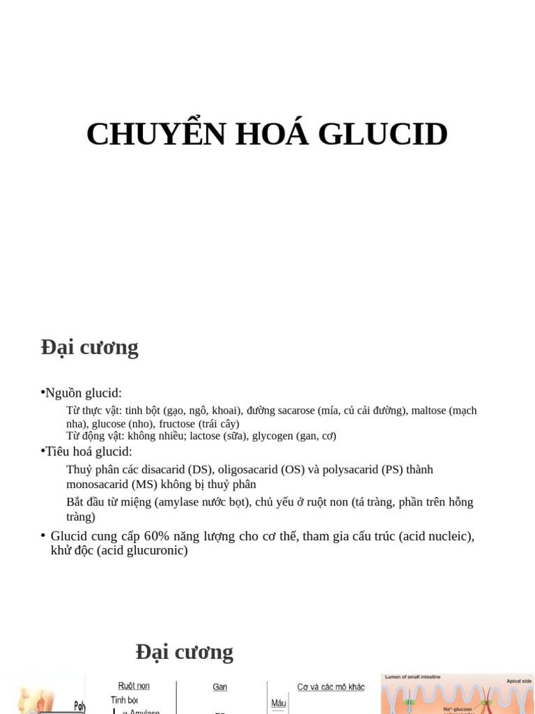 chuyển hóa glucid | PDF