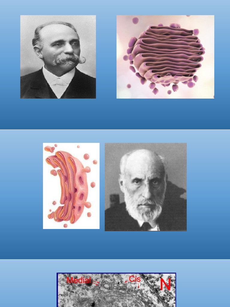 03 Aparato de Golgi | PDF | Citoplasma | Retículo endoplásmico