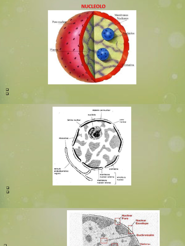03 Nucleolo | PDF | Biología Molecular | Biotecnología