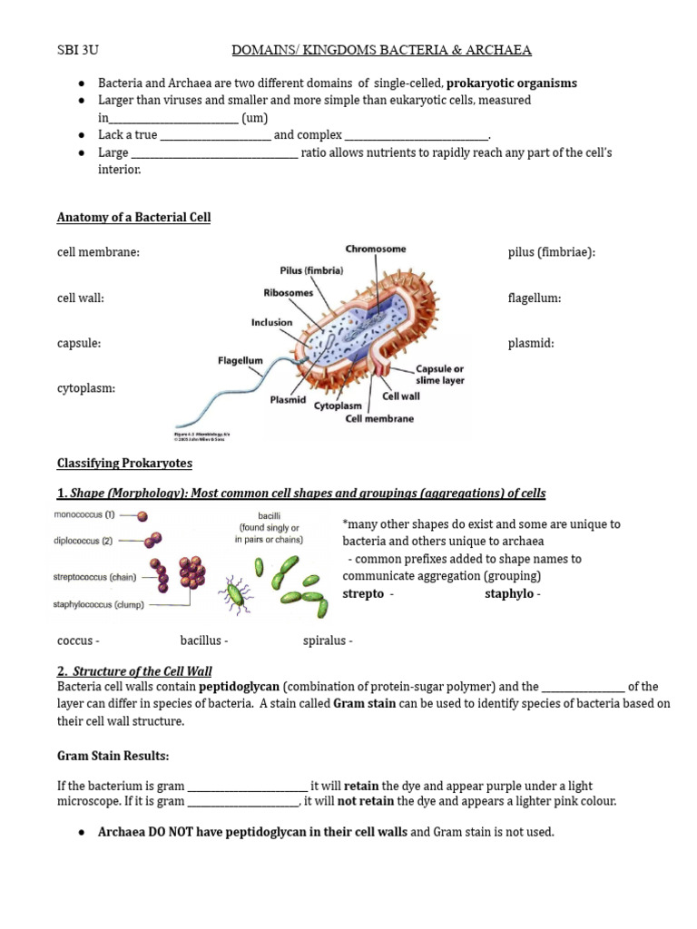 Kingdoms Bacteria - STUDENT - NOTE New | PDF | Bacteria | Cell (Biology)