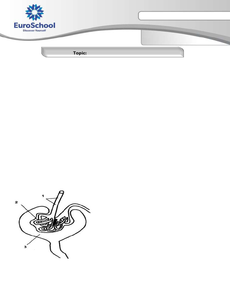 Grade 10 - Bio - Excretory System - WS2 | PDF