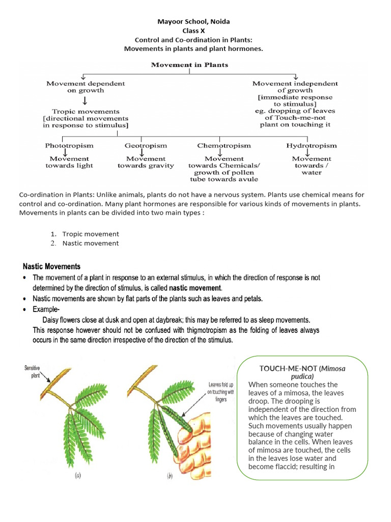 Plant Hormones and Coordination Mechanisms | PDF | Plant Hormone | Auxin