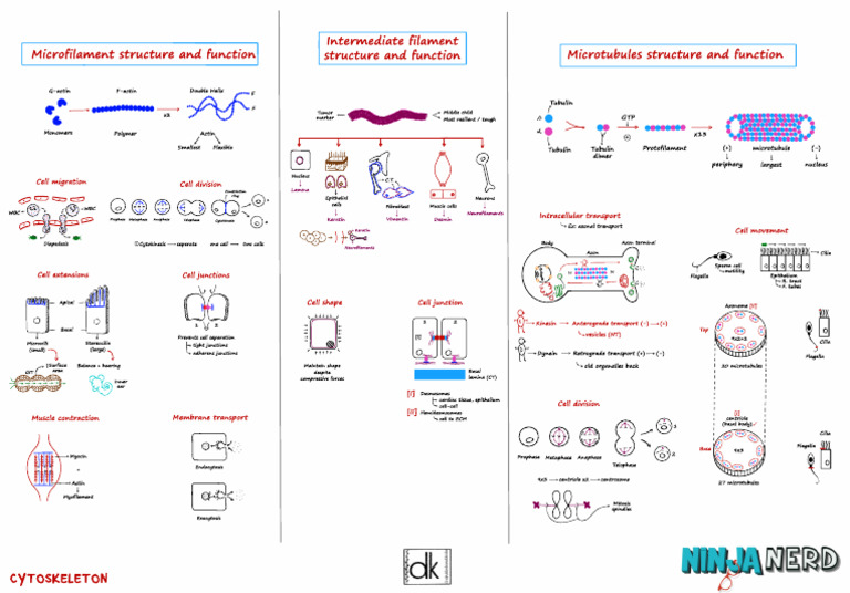 10600080 - Cell-Biology Basics - 008 ] Cytoskeleton Structure ...