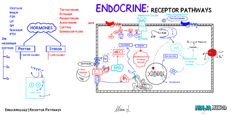 Endocrine Physiology] 1. Receptor Pathways - Key | PDF | Endocrine ...
