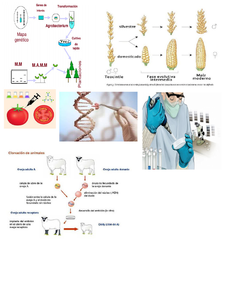 MANIPULACION GENETICA | PDF
