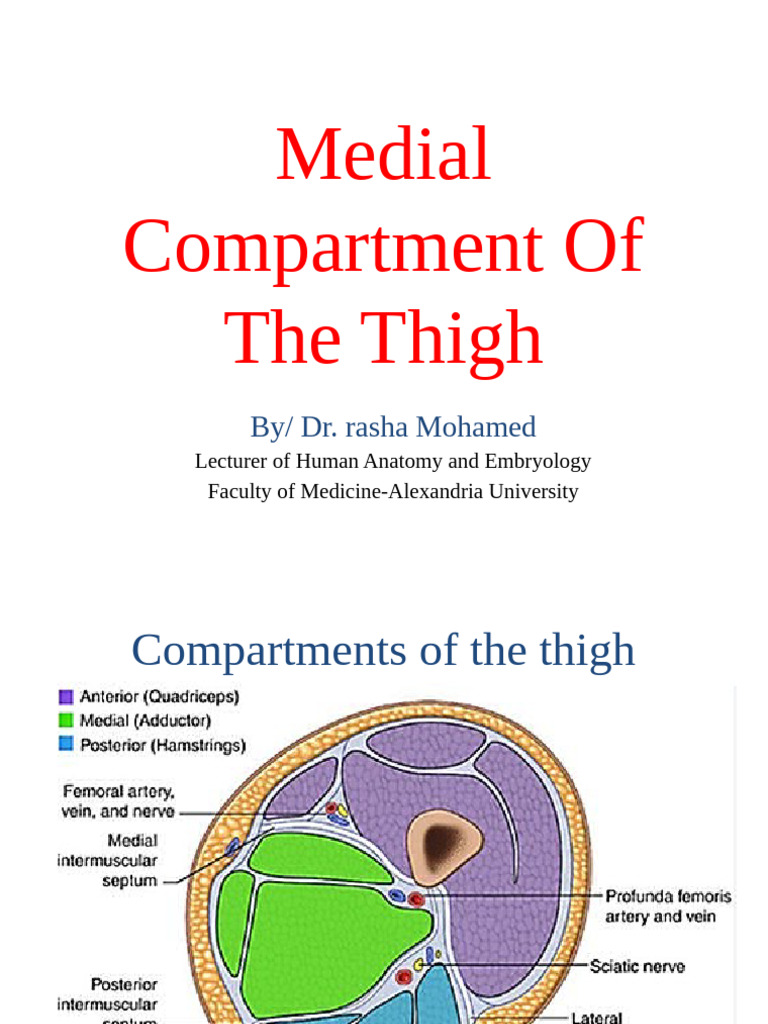 Medial Compartment of the Thigh Anatomy | PDF | Human Leg | Human Anatomy