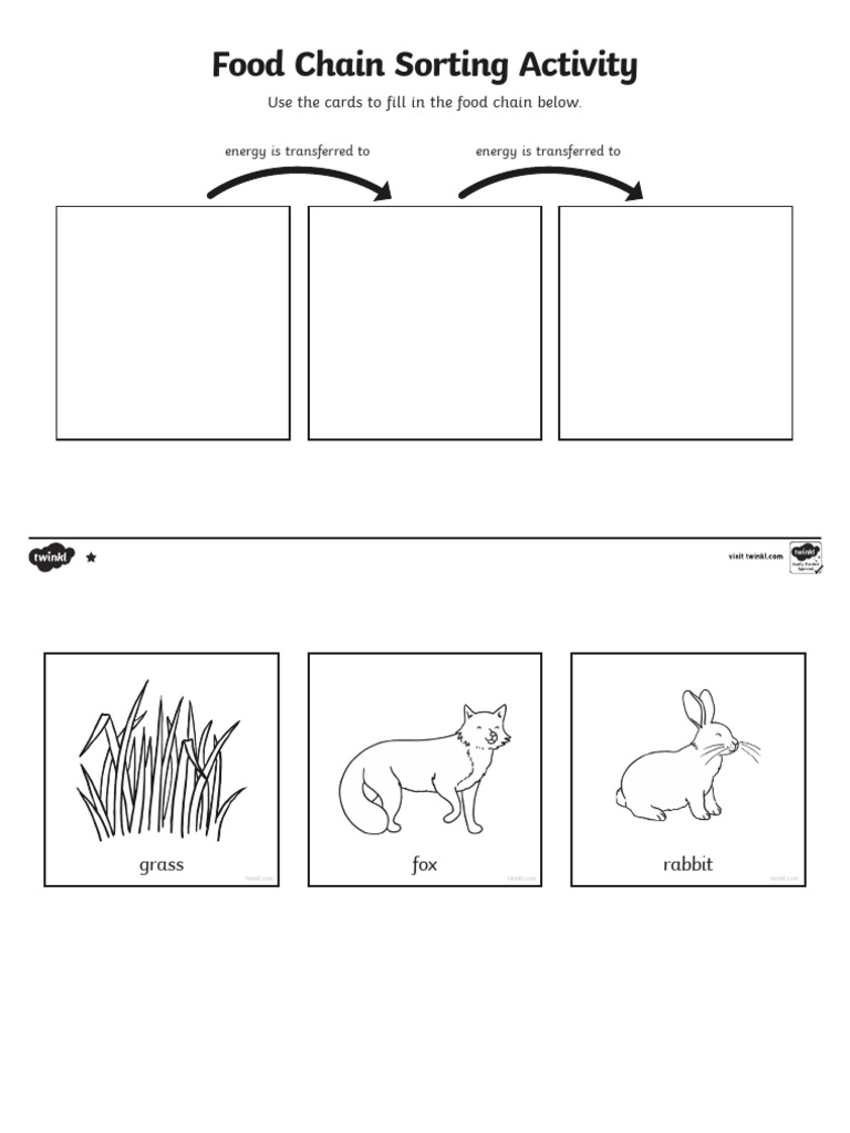 T T 26993 Food Chain Sorting Activity - Ver - 7 | PDF