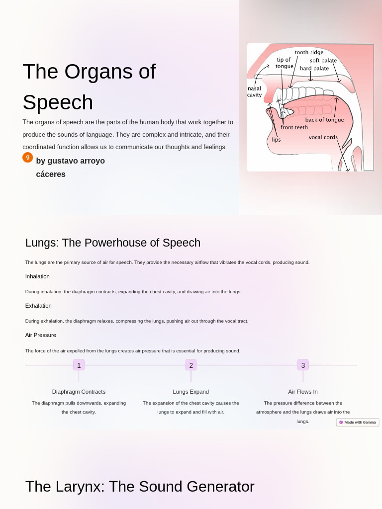 The Organs of Speech | PDF | Larynx | Mouth