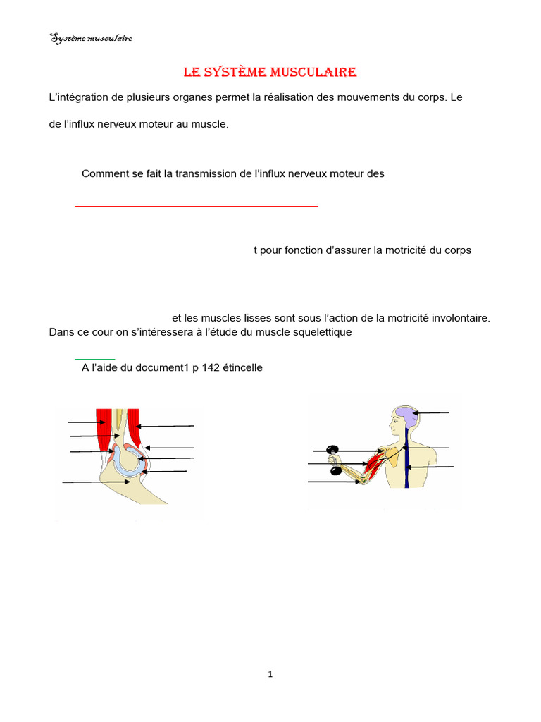 Le Systeme Musculaire Serie D Exercices Word 1 | PDF | Muscle | Muscle ...
