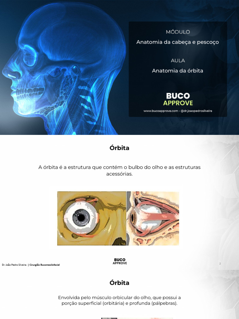 Ba 2023 Anatomia+Cabe%c3%87a+e+Pesco%c3%87o+ +Anatomia+Da+%c3%93rbita ...