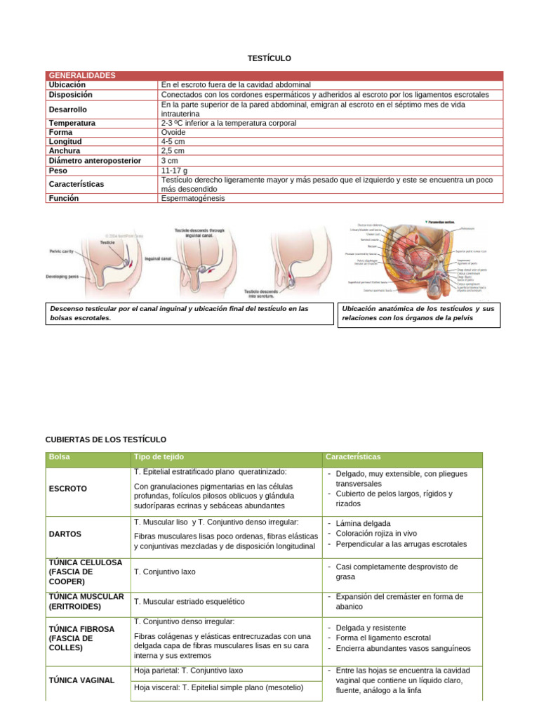271 TESTiCULO | PDF | Testículo | Mitosis