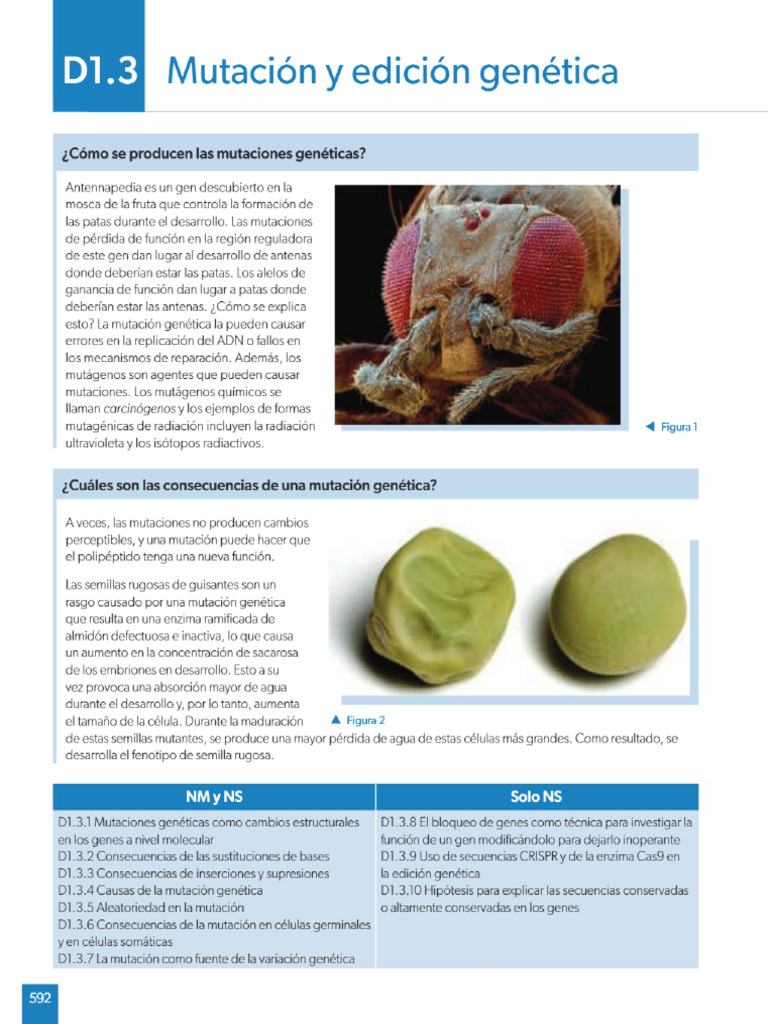 D1.3 Mutación y Edición Genética BI | PDF | Mutación | Mutageno