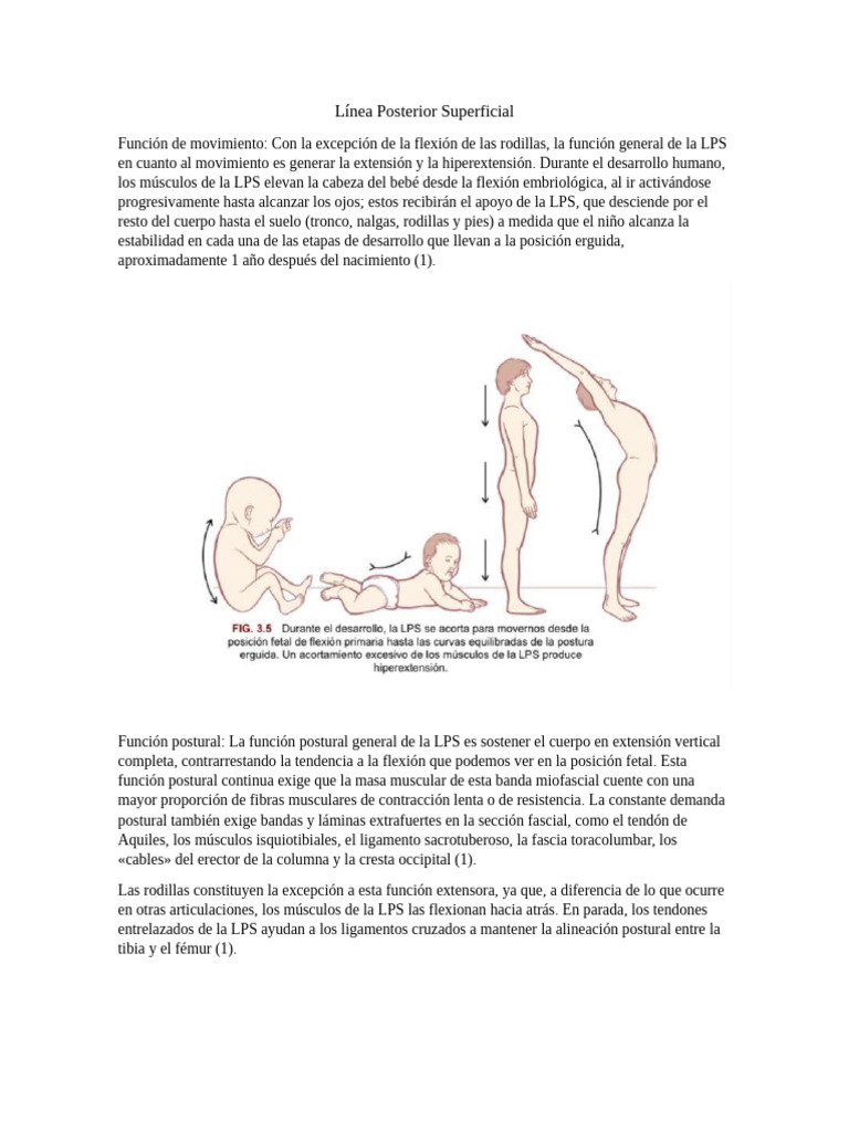 Línea Posterior Superficial | PDF