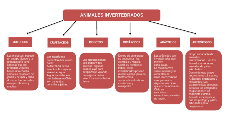 Mapa-conceptual-animales-invertebrados | PDF | Insectos | Invertebrado