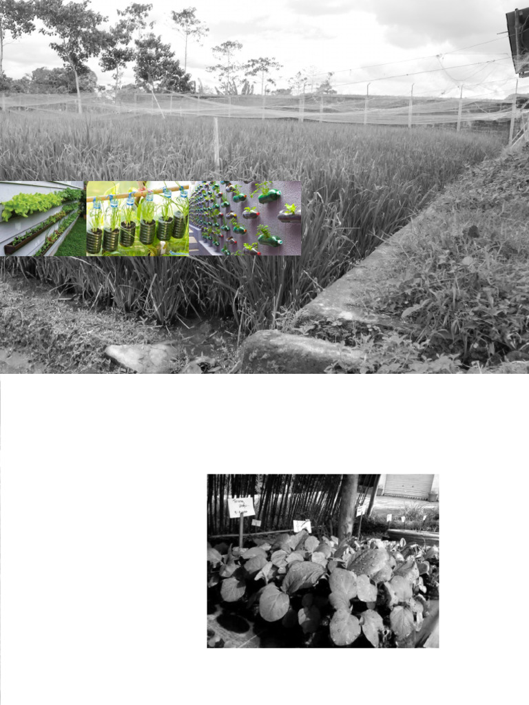 Panduan Pertanian Organik Urban | PDF