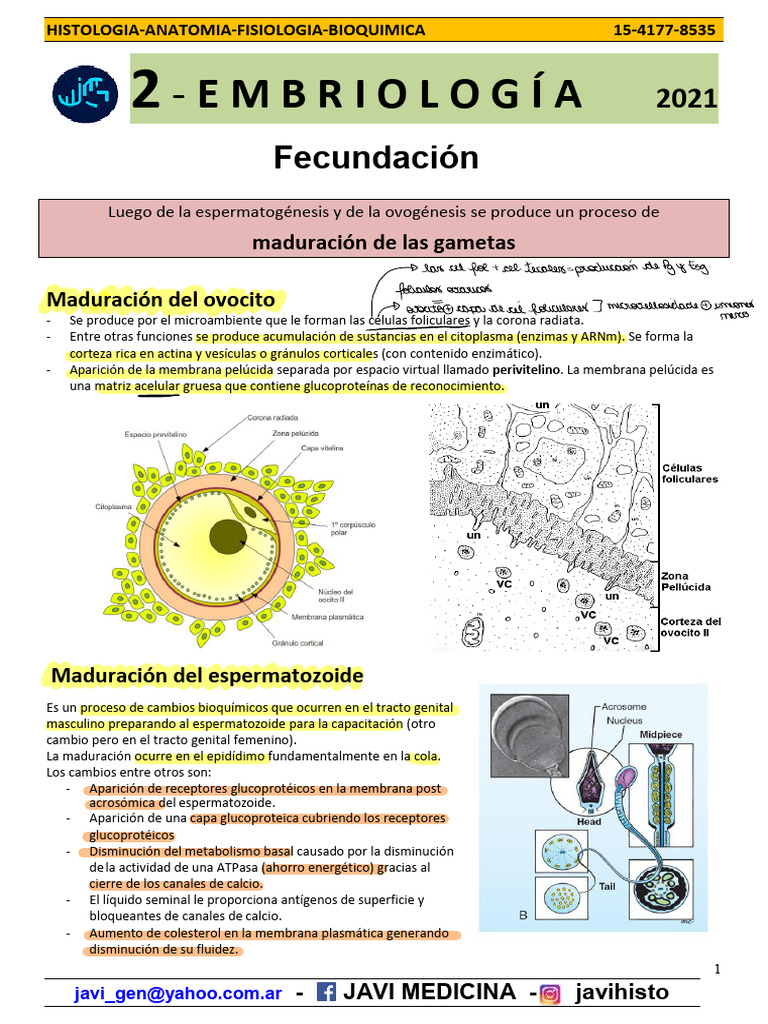 Embrio - Javi 2 | PDF | Mitosis | Cromosoma