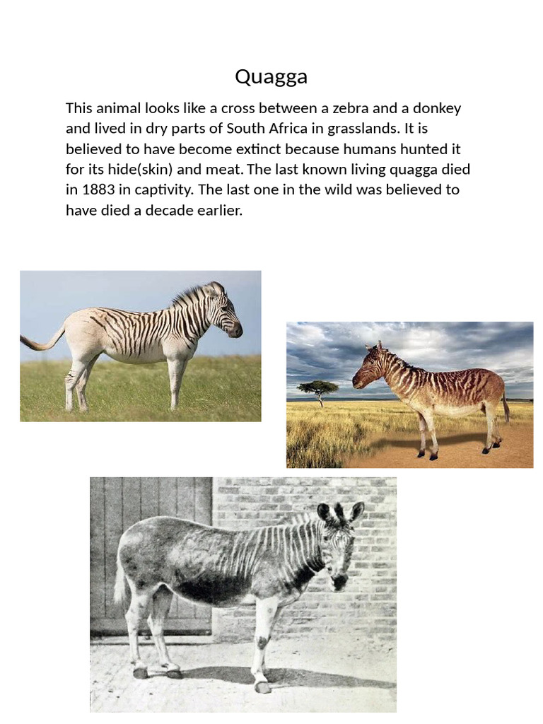 Quagga: Extinct South African Animal | PDF