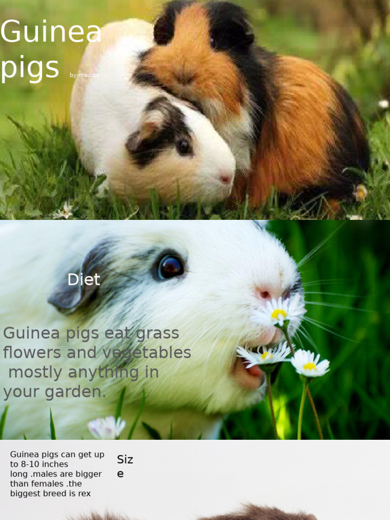Guinea Pigs Presentation - Maddie | PDF