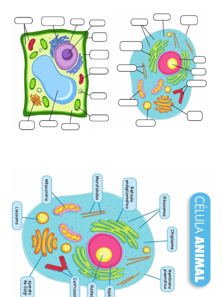 Celula Moni 6to Y7mo | PDF