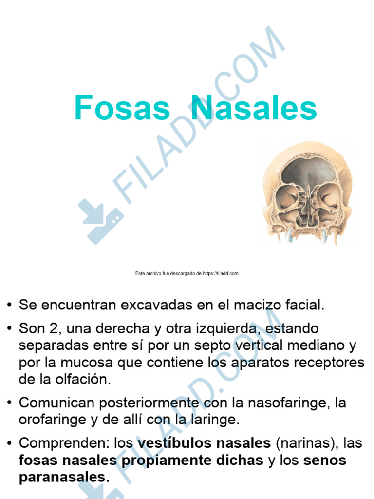 Estructura de las Fosas Nasales | PDF | Nariz humana | Cabeza y cuello ...