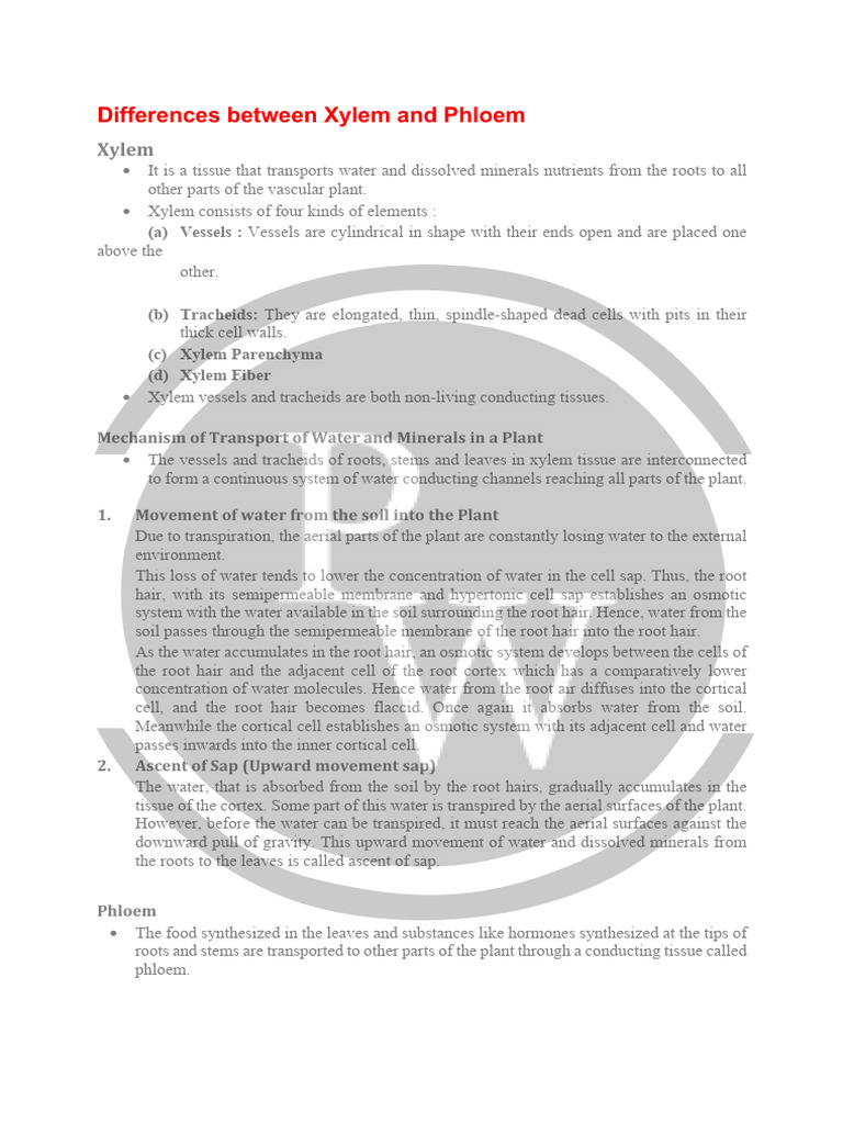 xylem | PDF | Root | Tissue (Biology)