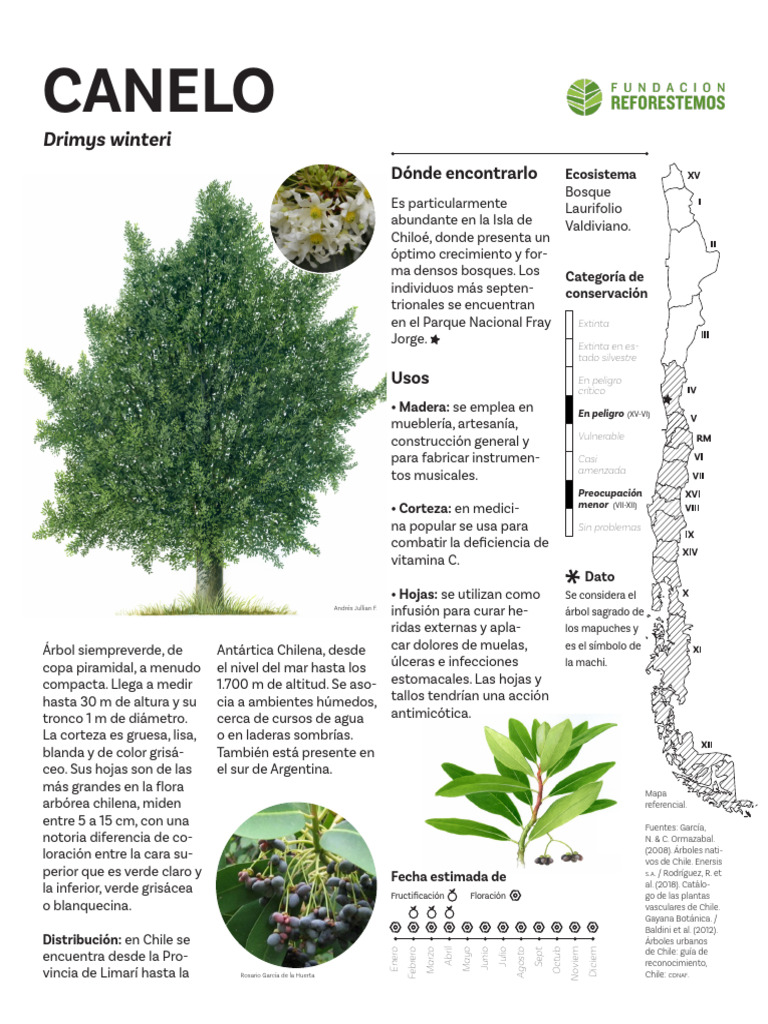 Canelo: Árbol Nativo y Usos Medicinales | PDF | Arboles | Chile