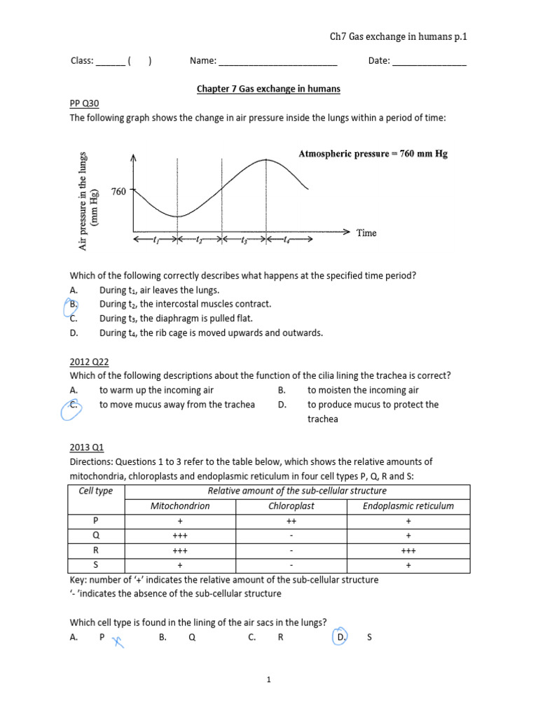 Human Gas Exchange Mechanisms Explained | PDF | Lung | Respiratory System