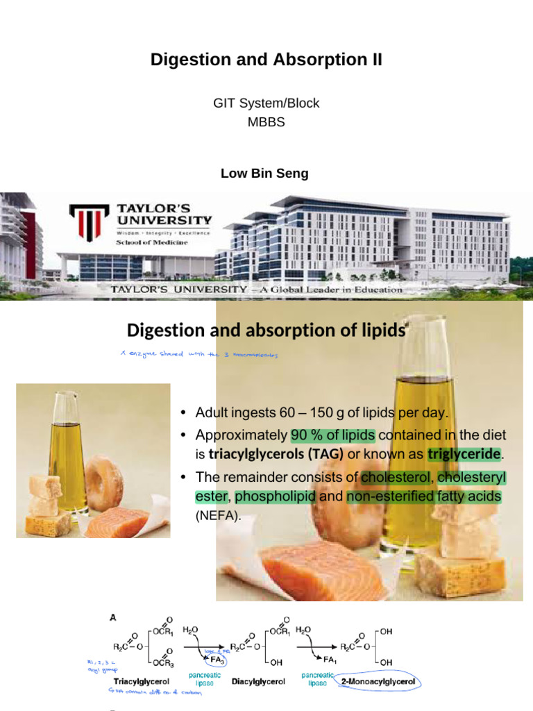 Digestion and Absorption II - LBS | PDF | Digestion | Small Intestine