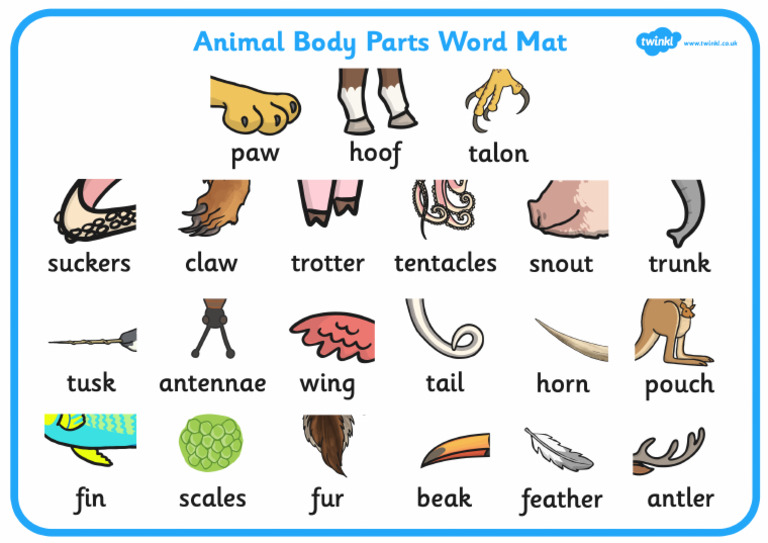 Animal Body Parts Word Mat | PDF
