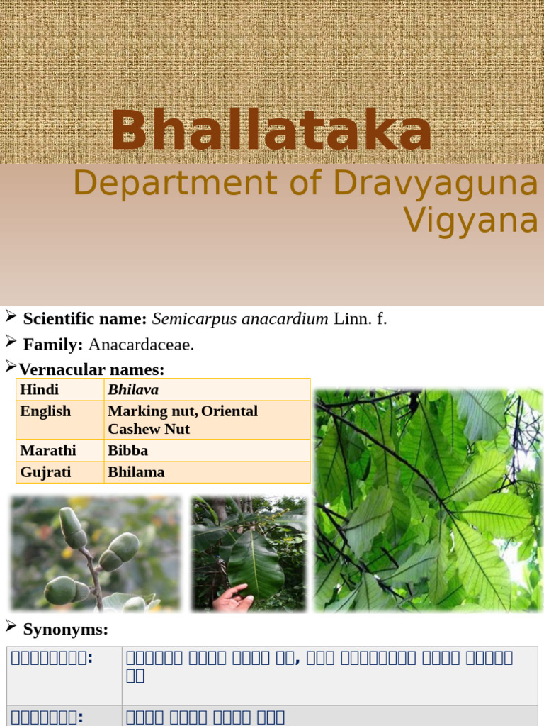 Bhallataka | PDF | Wound Healing | Biology